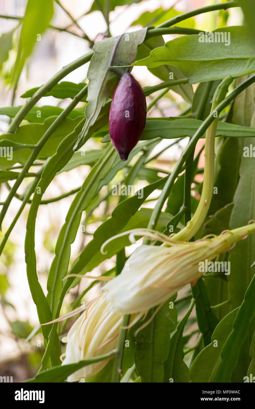 Epiphyllum oxipetalum -Fotos und -Bildmaterial in hoher Auflösung – Alamy