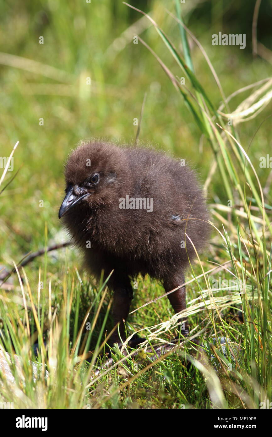 Westlicher weka gallirallus australis australis -Fotos und ...