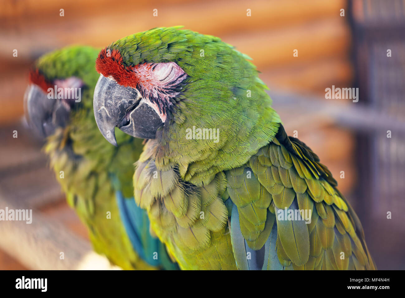 Buffons macaw -Fotos und -Bildmaterial in hoher Auflösung – Alamy