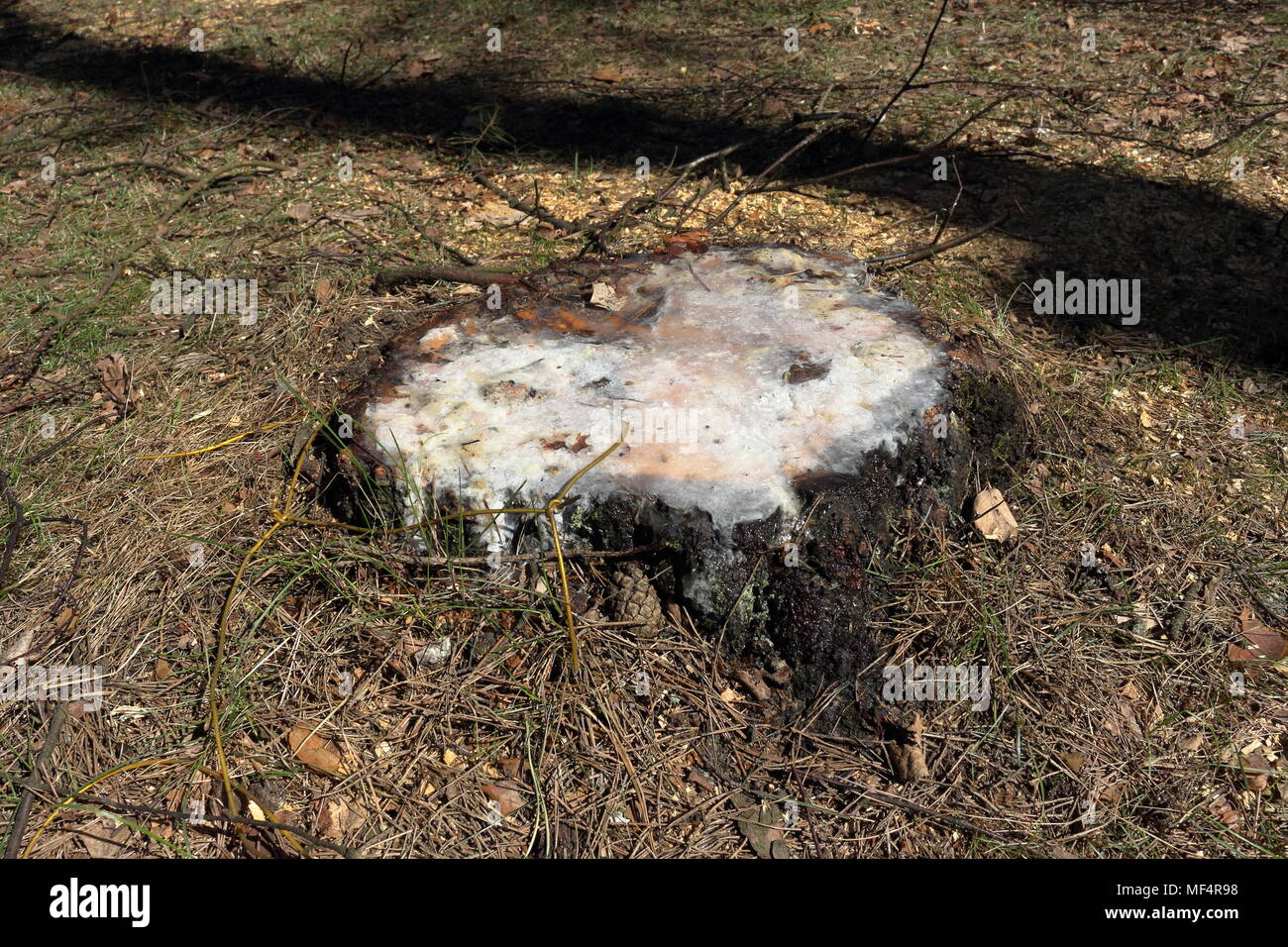 Natural tree sap -Fotos und -Bildmaterial in hoher Auflösung – Alamy