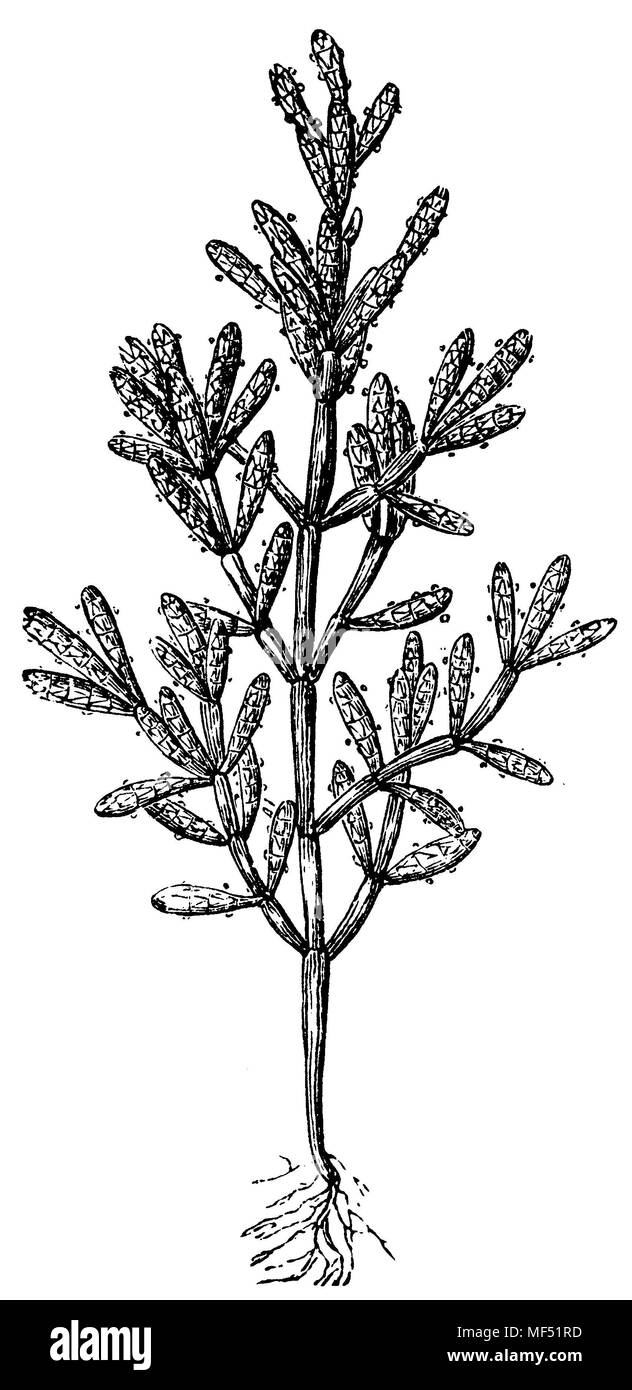 Queller salicornia europaea -Fotos und -Bildmaterial in hoher Auflösung ...
