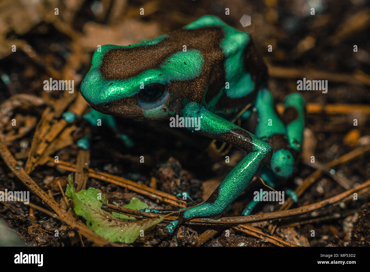 Dendrobates auratus -Fotos und -Bildmaterial in hoher Auflösung – Alamy