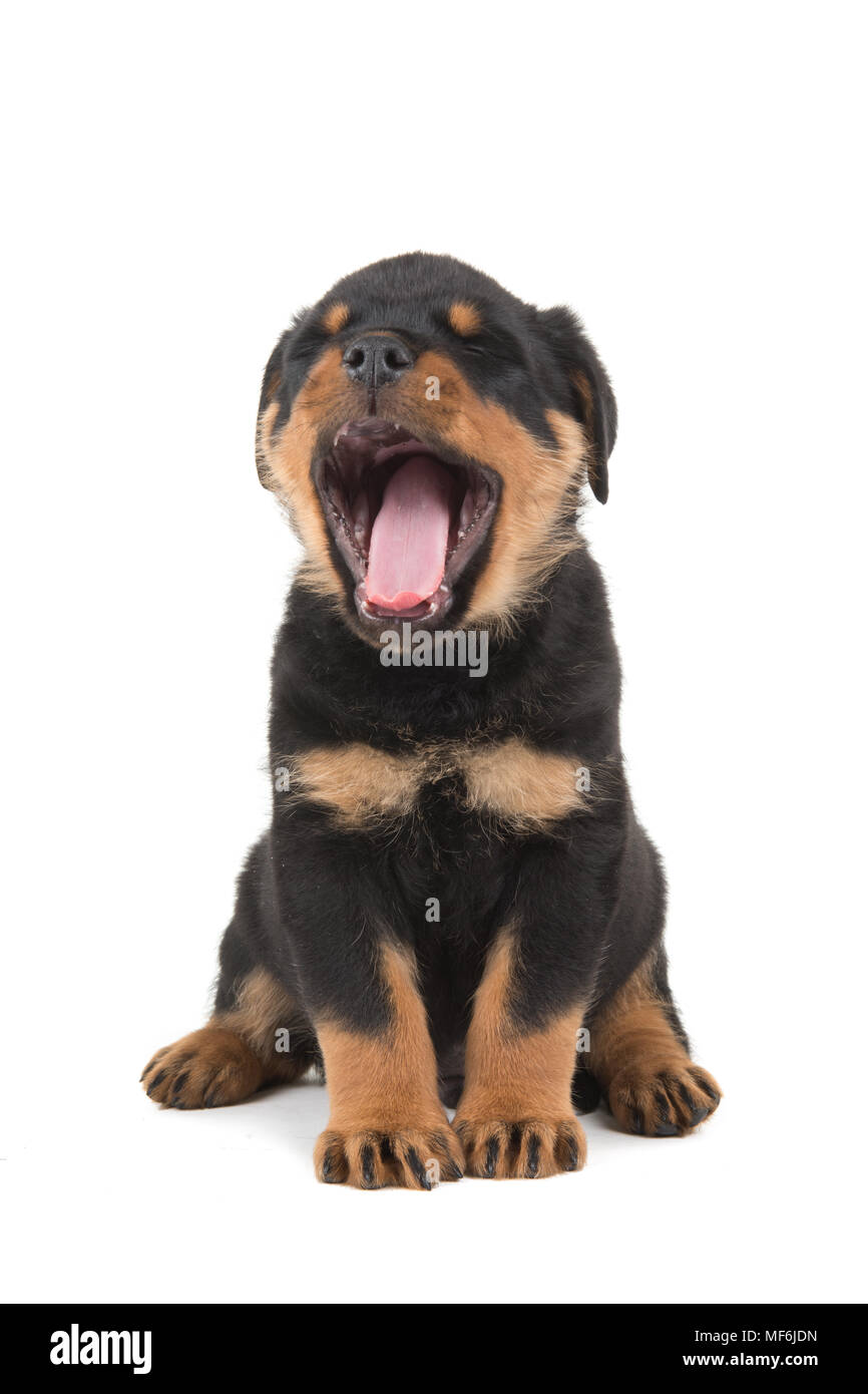 Niedlicher rottweiler -Fotos und -Bildmaterial in hoher Auflösung – Alamy