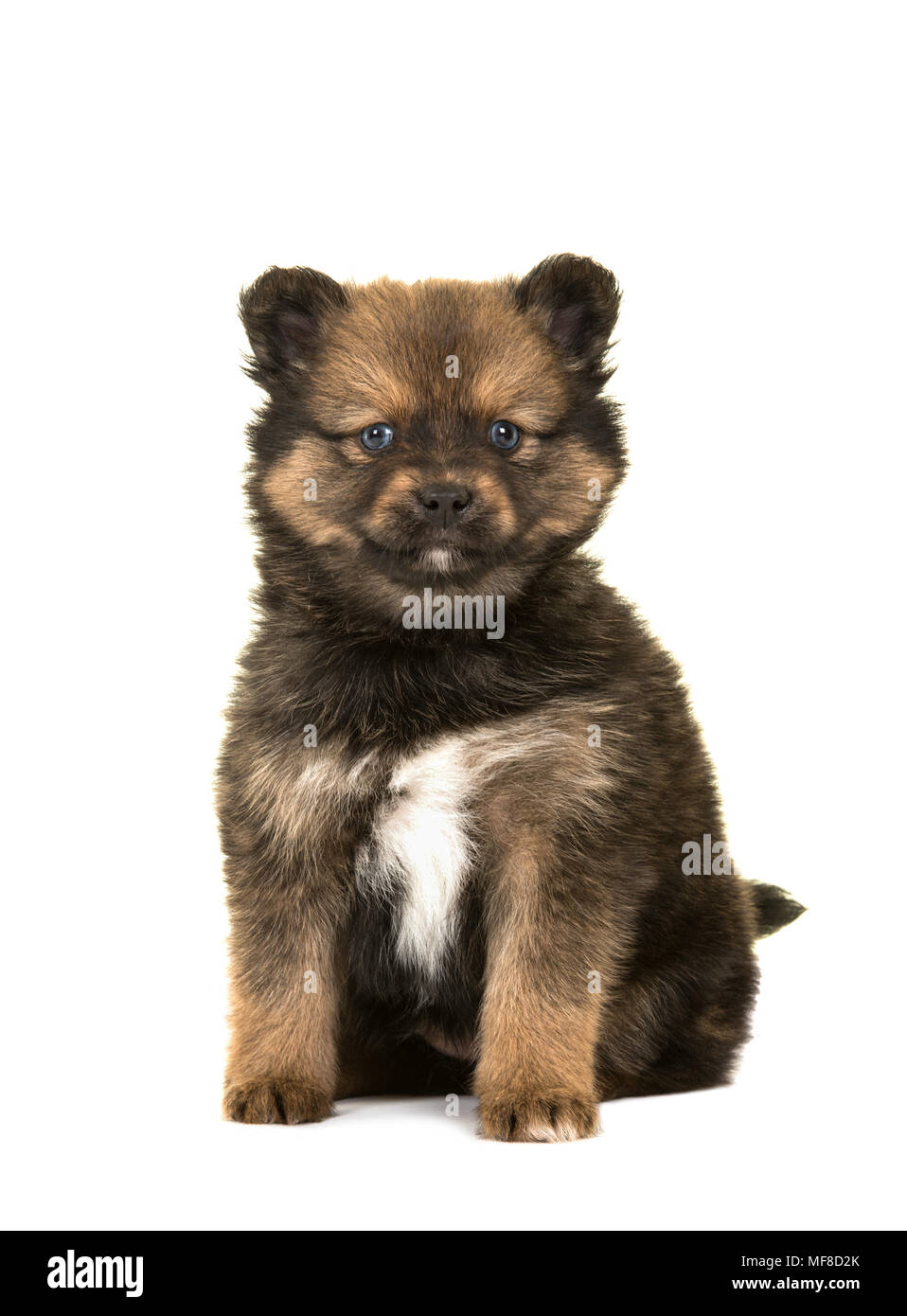 Pomsky hund -Fotos und -Bildmaterial in hoher Auflösung – Alamy
