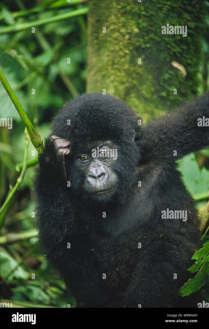Rugabo gorilla -Fotos und -Bildmaterial in hoher Auflösung – Alamy