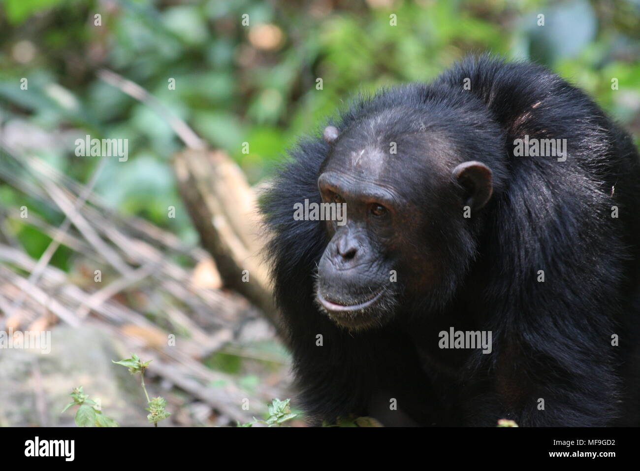 Drehte sich nach rechts -Fotos und -Bildmaterial in hoher Auflösung – Alamy