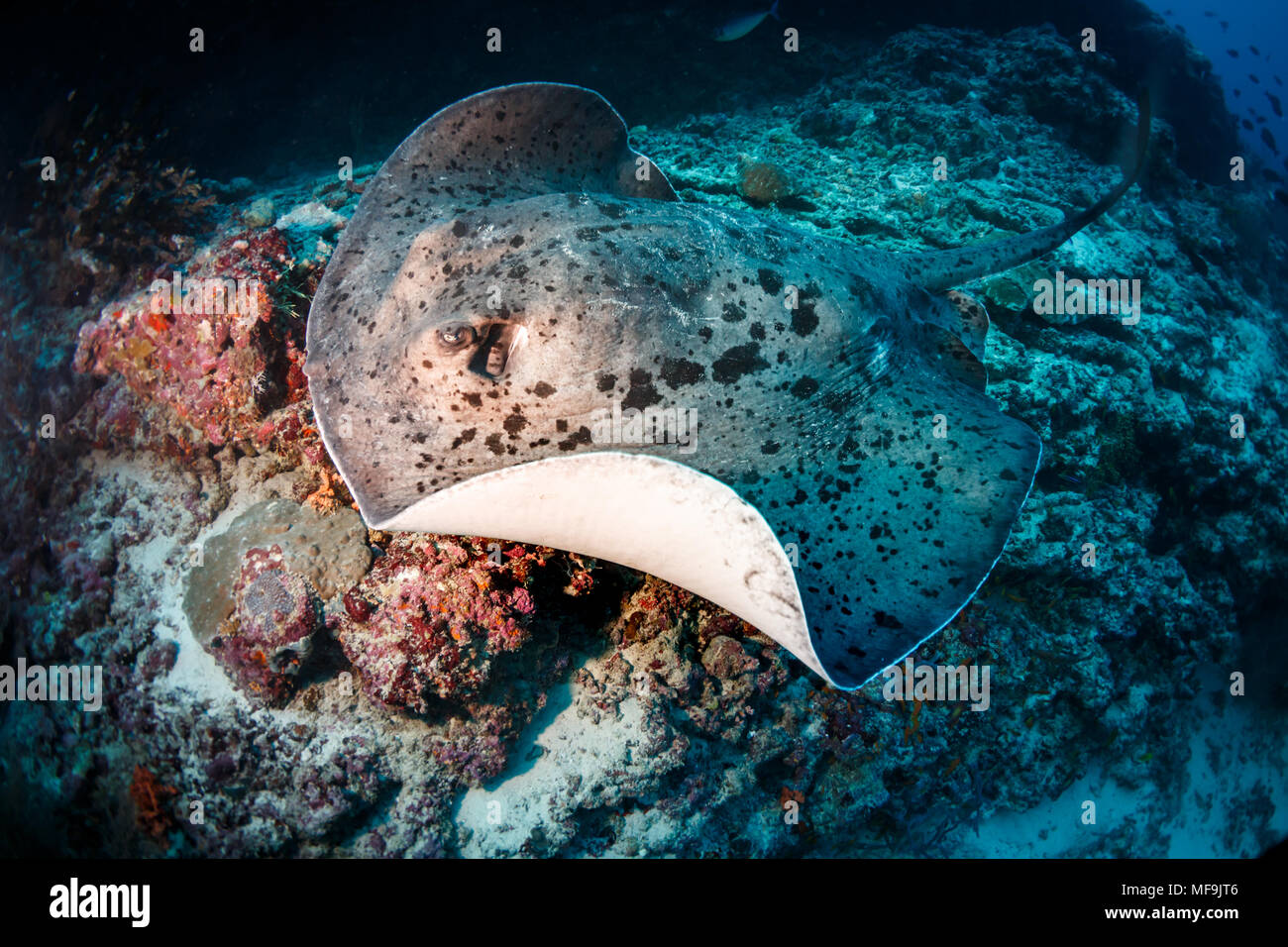 Riesiger stachelrochen -Fotos und -Bildmaterial in hoher Auflösung – Alamy
