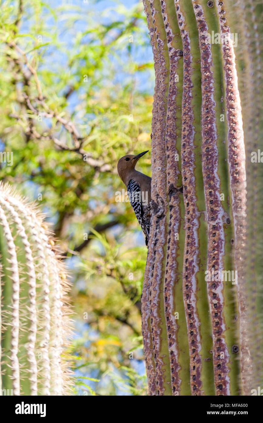 Specht, der ein loch bohrt -Fotos und -Bildmaterial in hoher Auflösung ...
