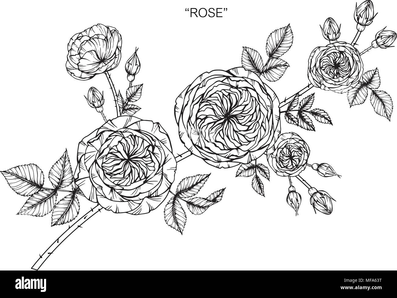 Rose line drawing -Fotos und -Bildmaterial in hoher Auflösung – Alamy