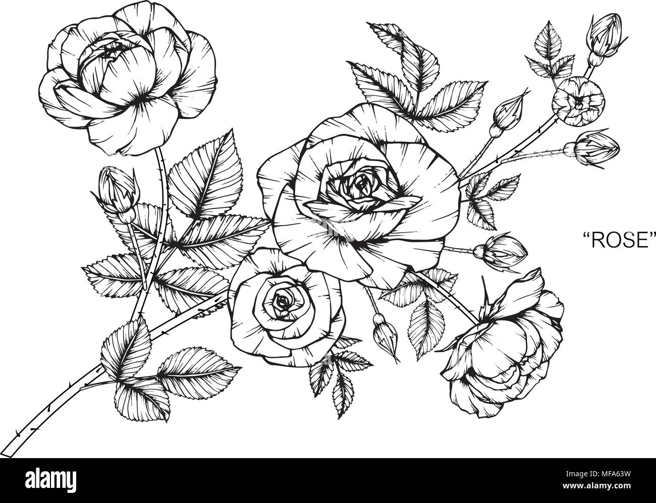 Rose Blume zeichnen Abbildung. Schwarz und Weiß mit Line Art auf weißem ...
