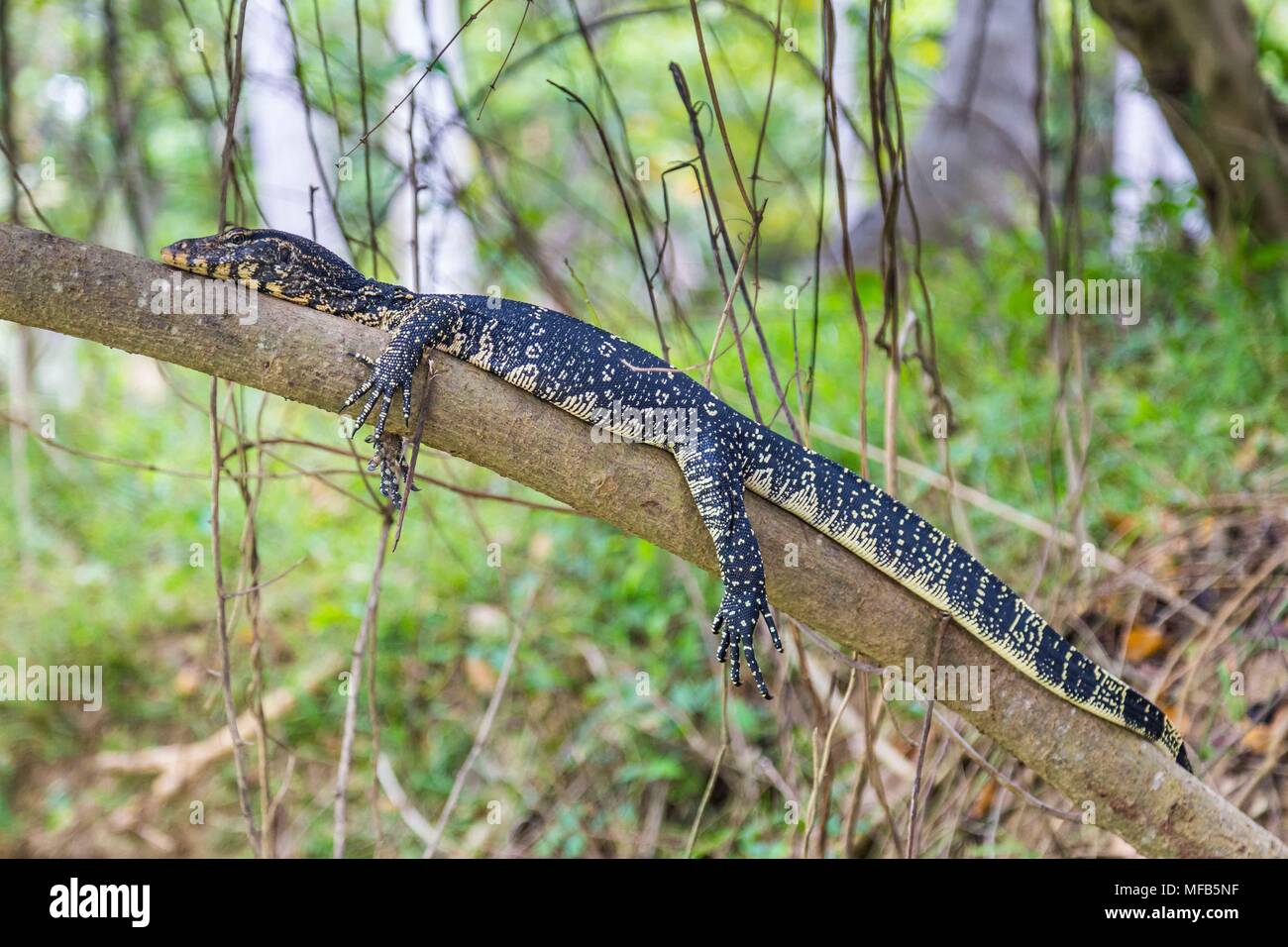Waran (varanus Bengalensis) in Sri Lanka Stockfotografie - Alamy