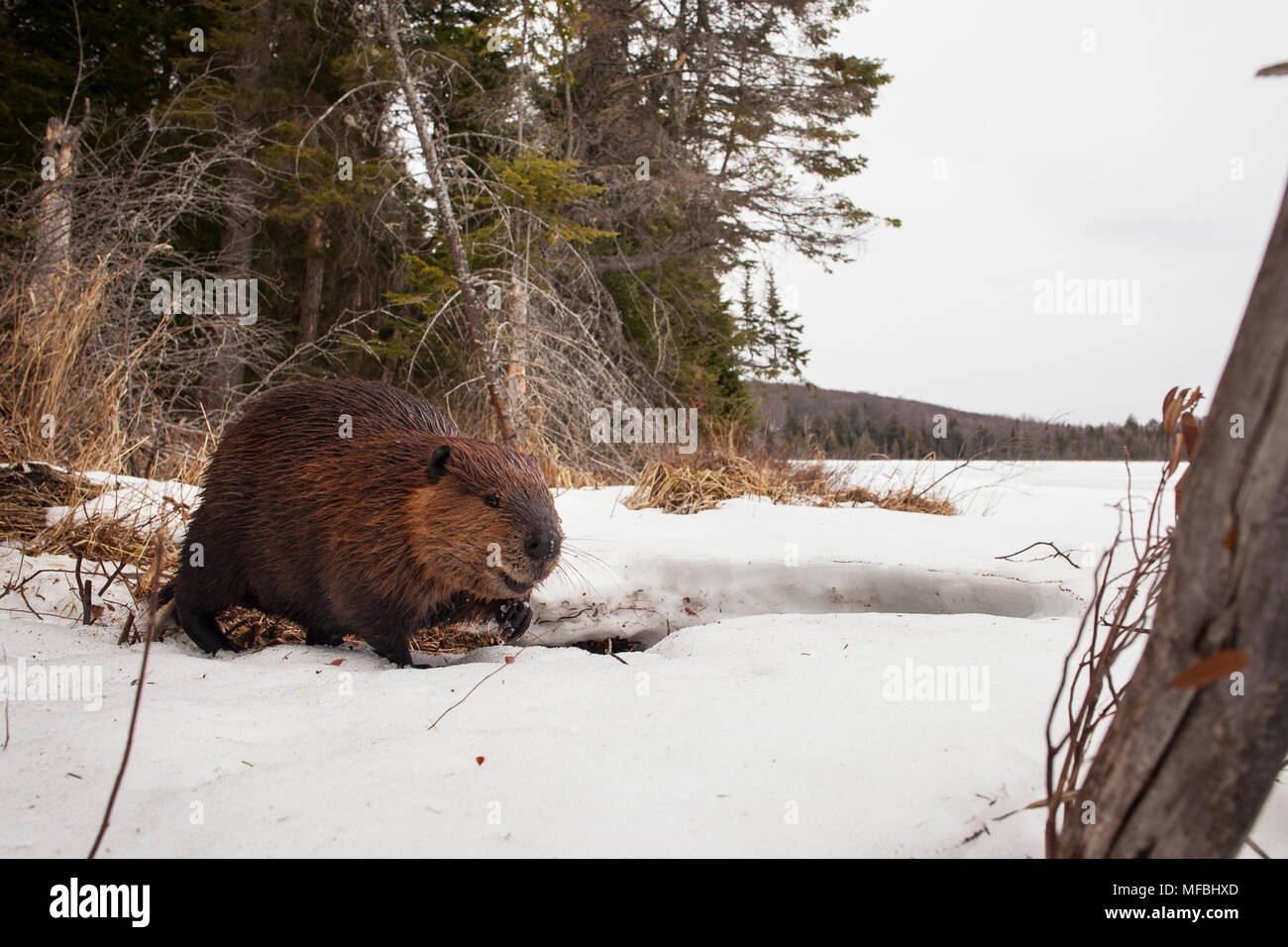 Bieber animal -Fotos und -Bildmaterial in hoher Auflösung – Alamy