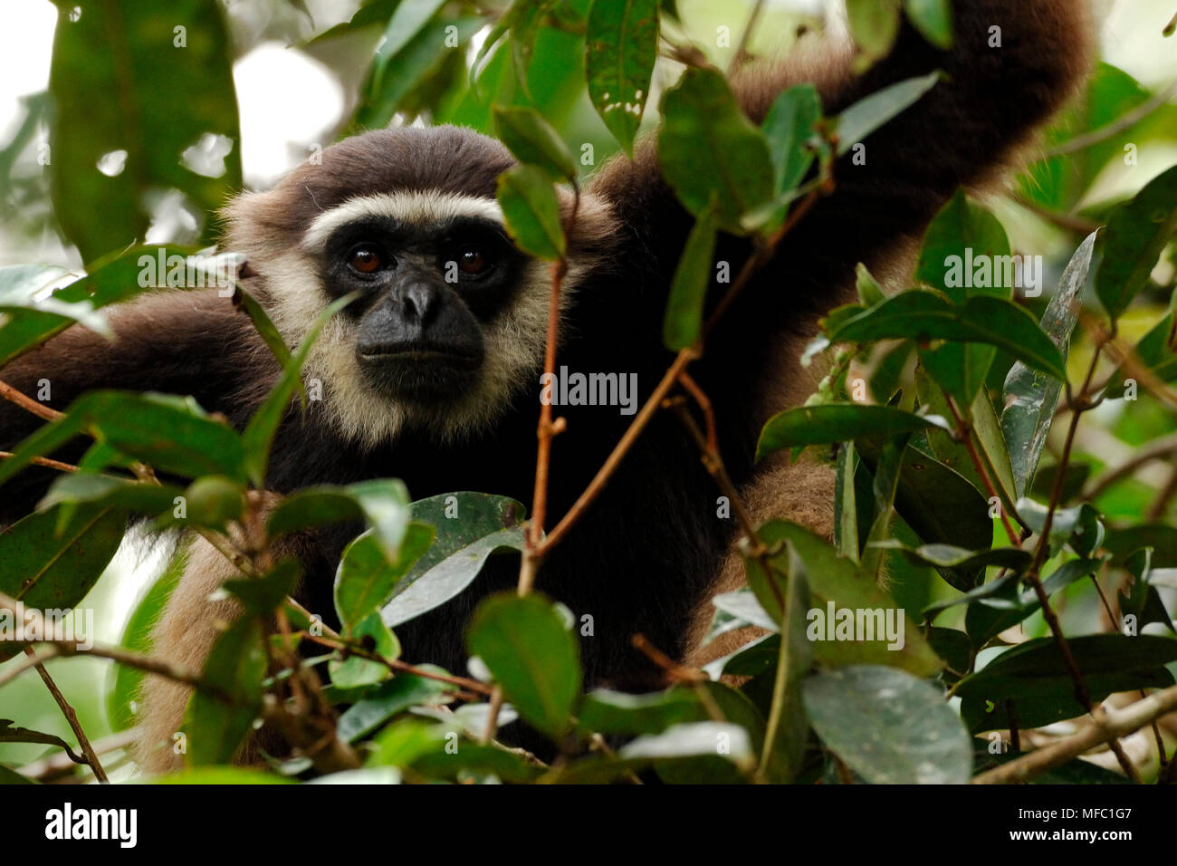 Agile gibbons -Fotos und -Bildmaterial in hoher Auflösung – Alamy