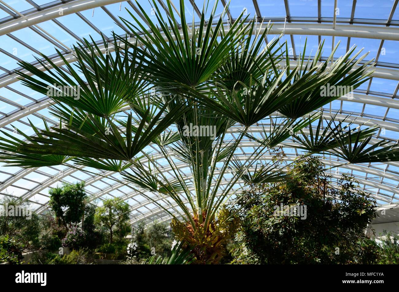 Chamaerops humilis palme -Fotos und -Bildmaterial in hoher Auflösung – Alamy