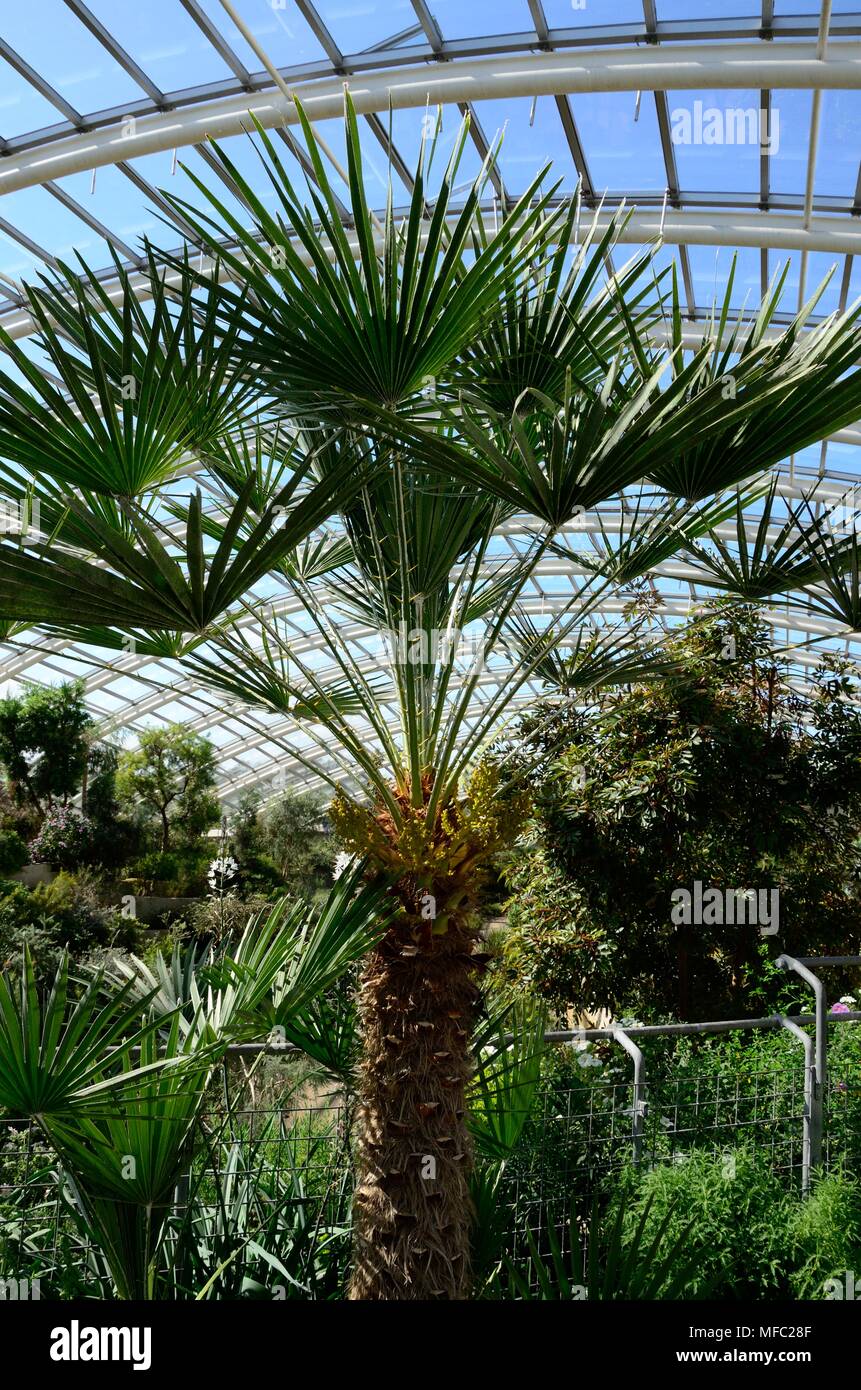 Mediterrane palme chamaerops -Fotos und -Bildmaterial in hoher Auflösung – Alamy