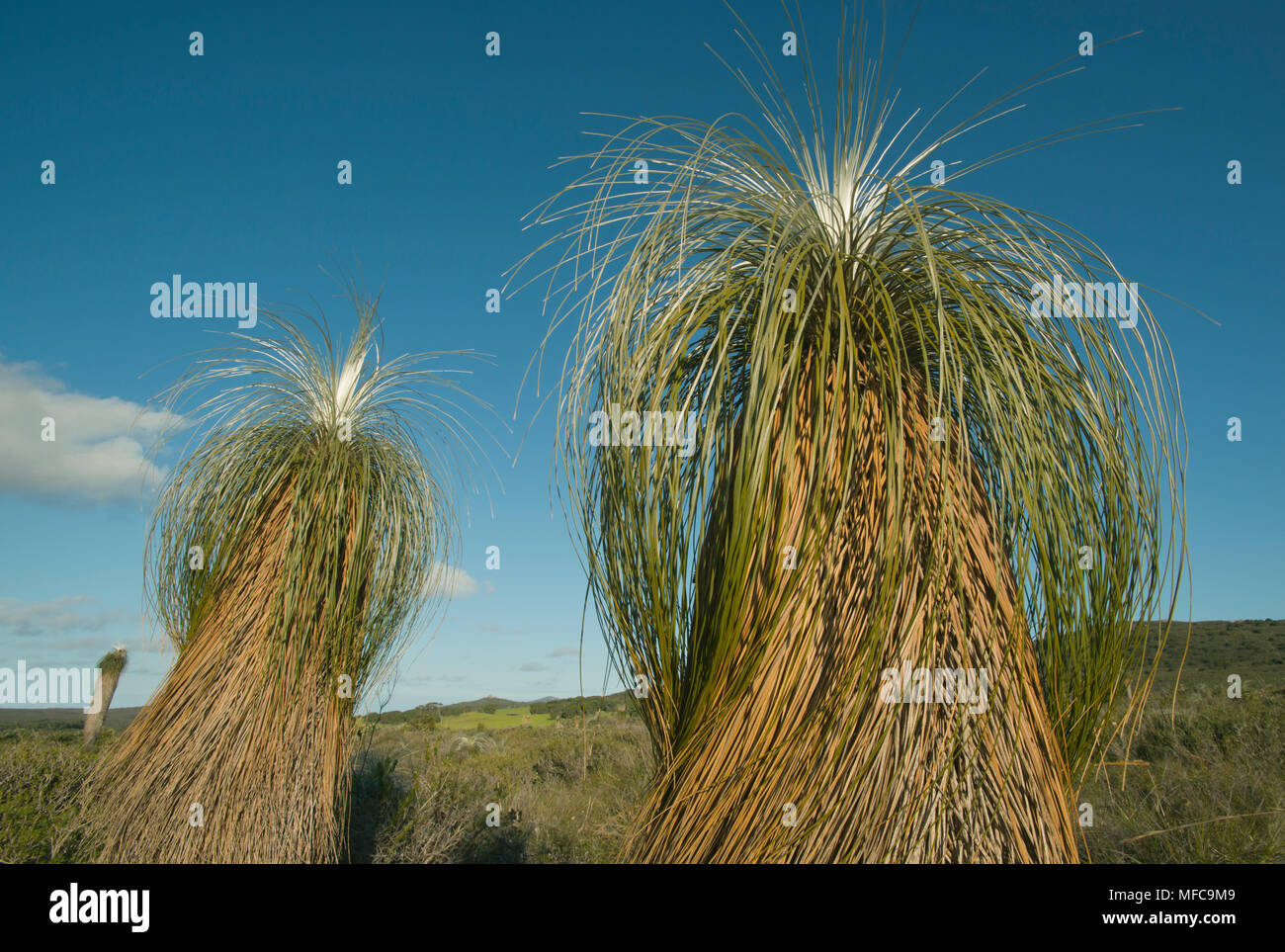 Kingia endemische australische pflanzen -Fotos und -Bildmaterial in ...