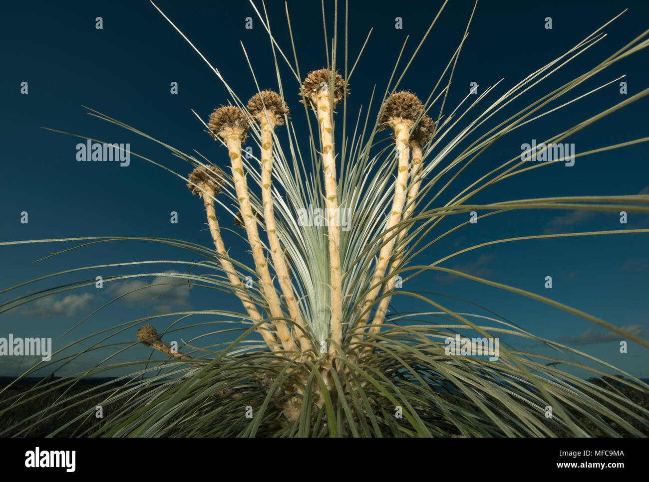 Kingia endemische australische pflanzen -Fotos und -Bildmaterial in ...