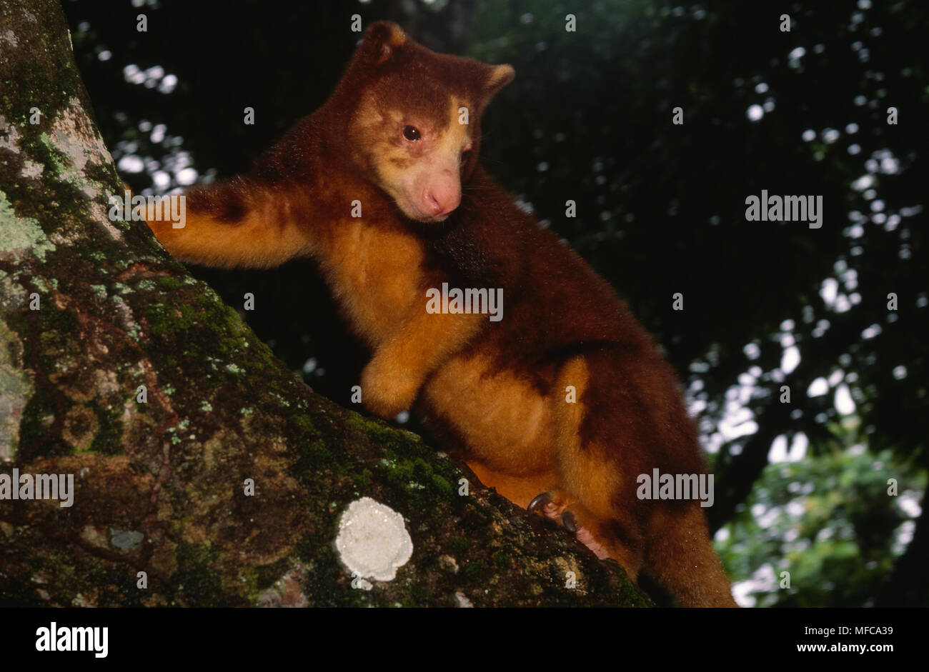 Matschies tree kangaroos -Fotos und -Bildmaterial in hoher Auflösung ...