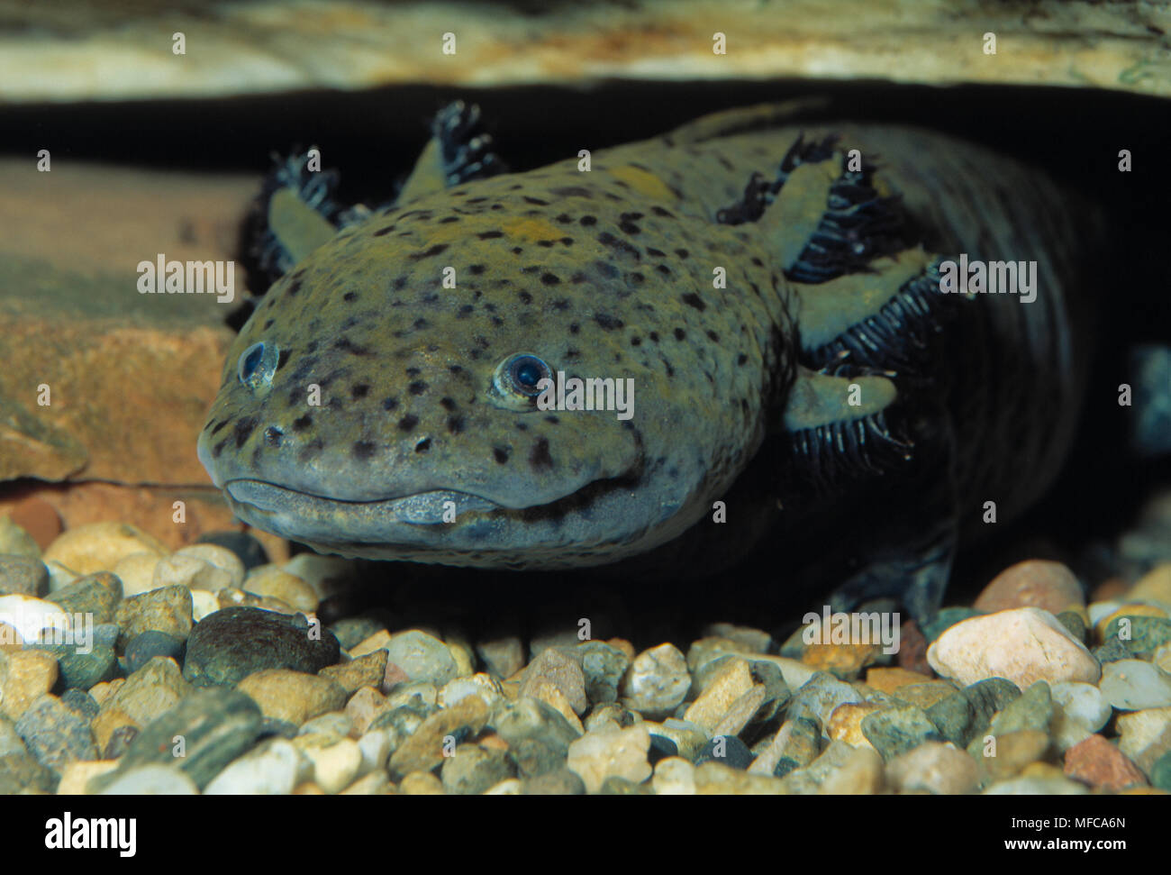 Axolotl ambystoma mexicanum larve -Fotos und -Bildmaterial in hoher ...