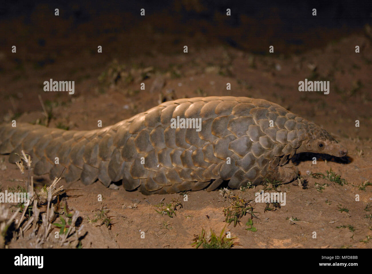 Pangolin night -Fotos und -Bildmaterial in hoher Auflösung – Alamy