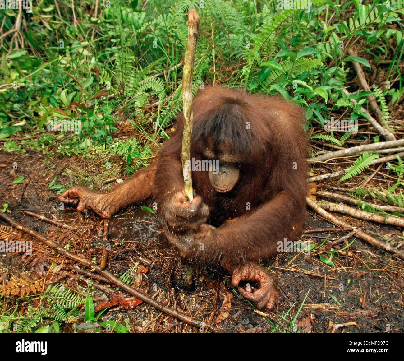 Orangutan tool -Fotos und -Bildmaterial in hoher Auflösung – Alamy