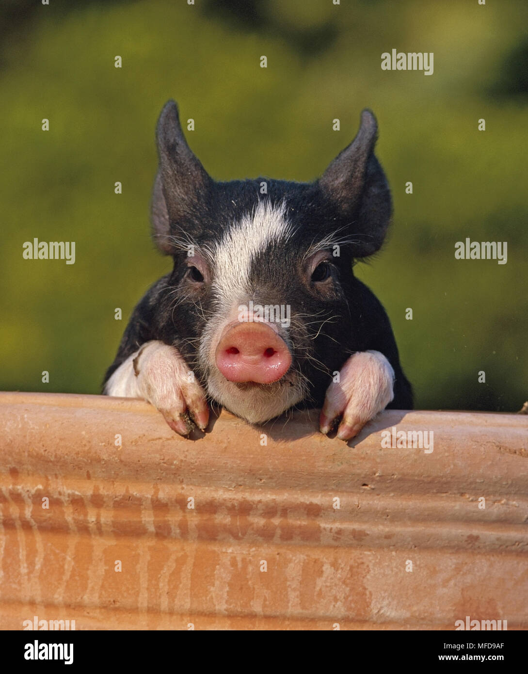 Berkshire ferkel -Fotos und -Bildmaterial in hoher Auflösung – Alamy