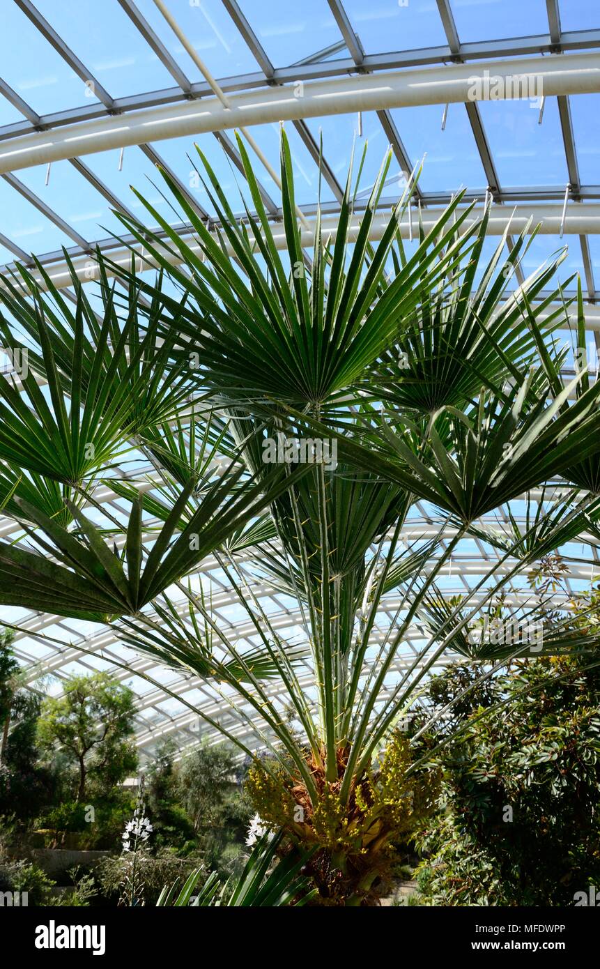 Chamaerops humilis palme -Fotos und -Bildmaterial in hoher Auflösung – Alamy