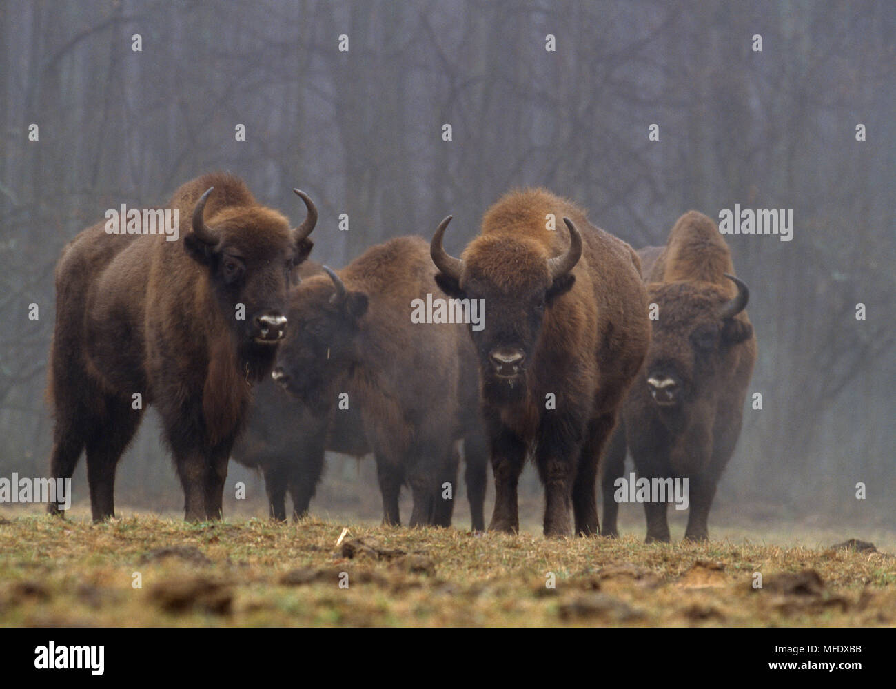 Bialoweiza wald -Fotos und -Bildmaterial in hoher Auflösung – Alamy