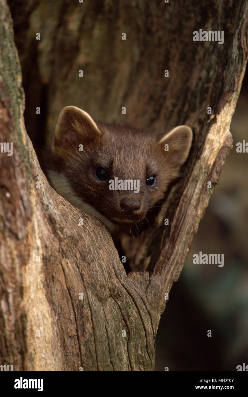 European pine marten baby baummarder -Fotos und -Bildmaterial in hoher ...