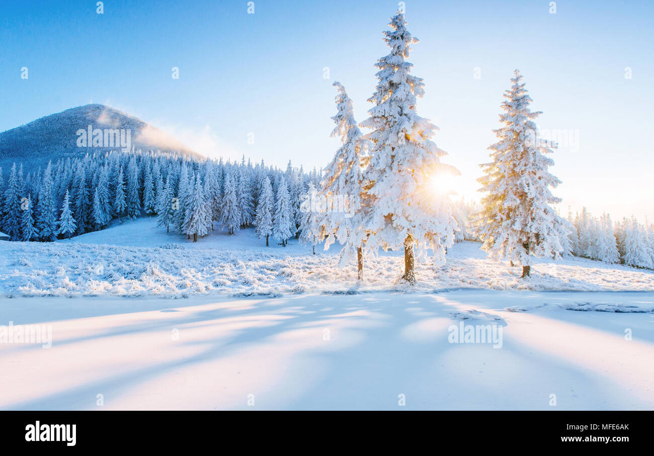 Bunte winter Panorama in die Karpaten. Tannen Neuschnee bedeckt bei ...