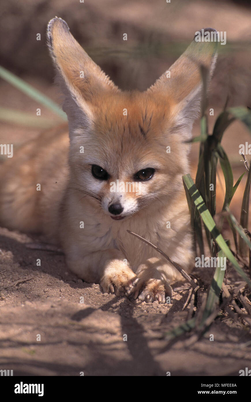 Fennec foxes vulpes zerda -Fotos und -Bildmaterial in hoher Auflösung ...
