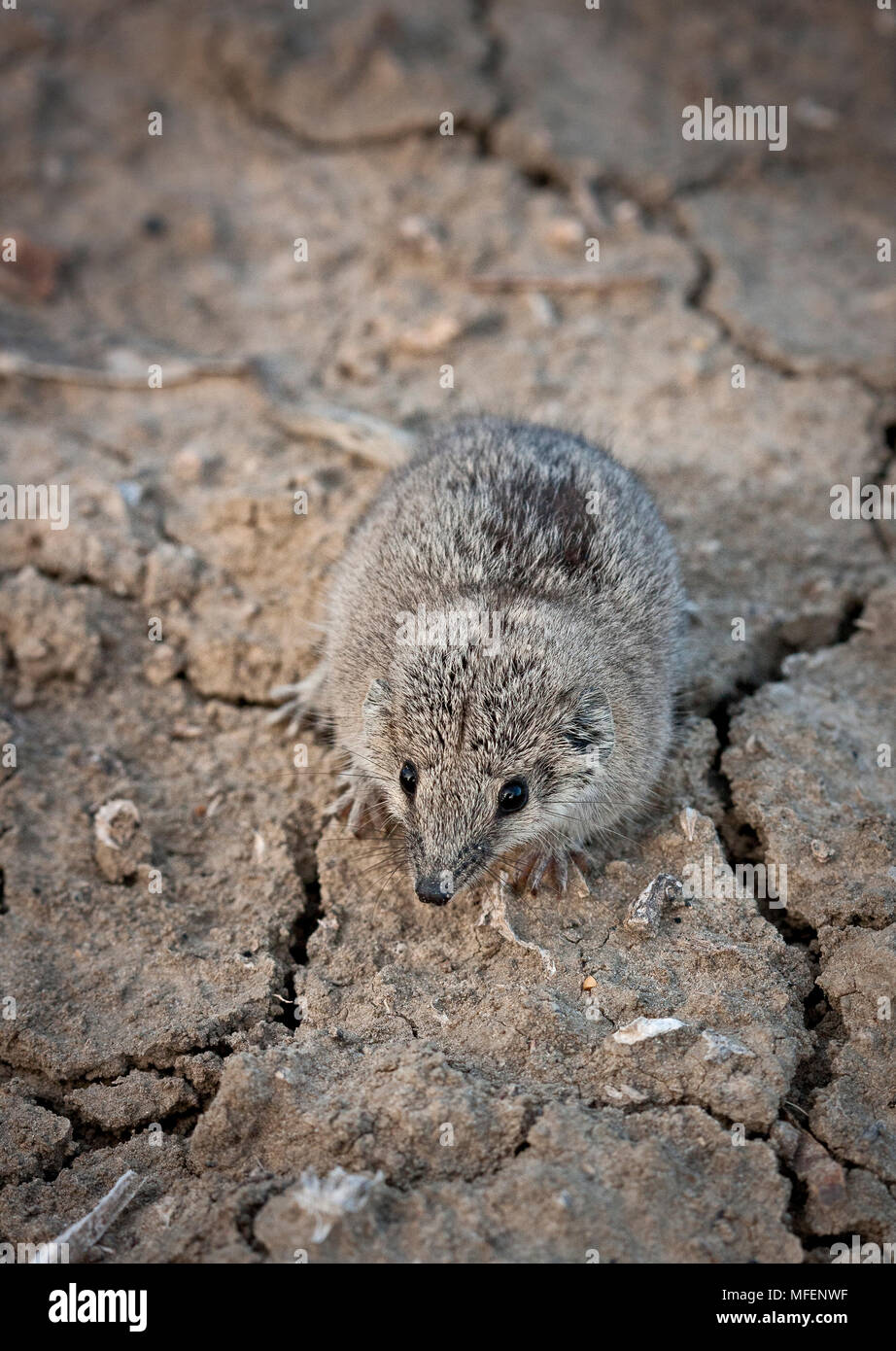 Die Gile Planigale (Planigale gilesi), Fam. Dasyuridae, einer der ...