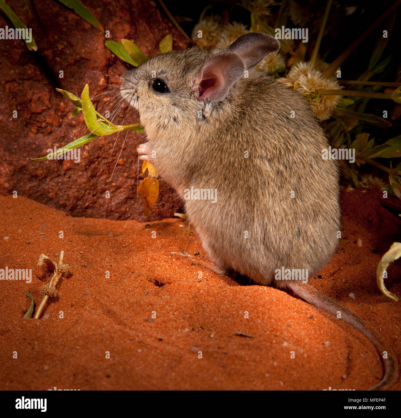 Maus freigestellt tier -Fotos und -Bildmaterial in hoher Auflösung – Alamy