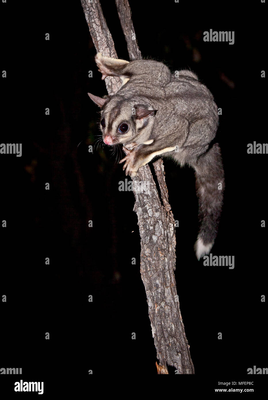 Petaurus breviceps park -Fotos und -Bildmaterial in hoher Auflösung – Alamy
