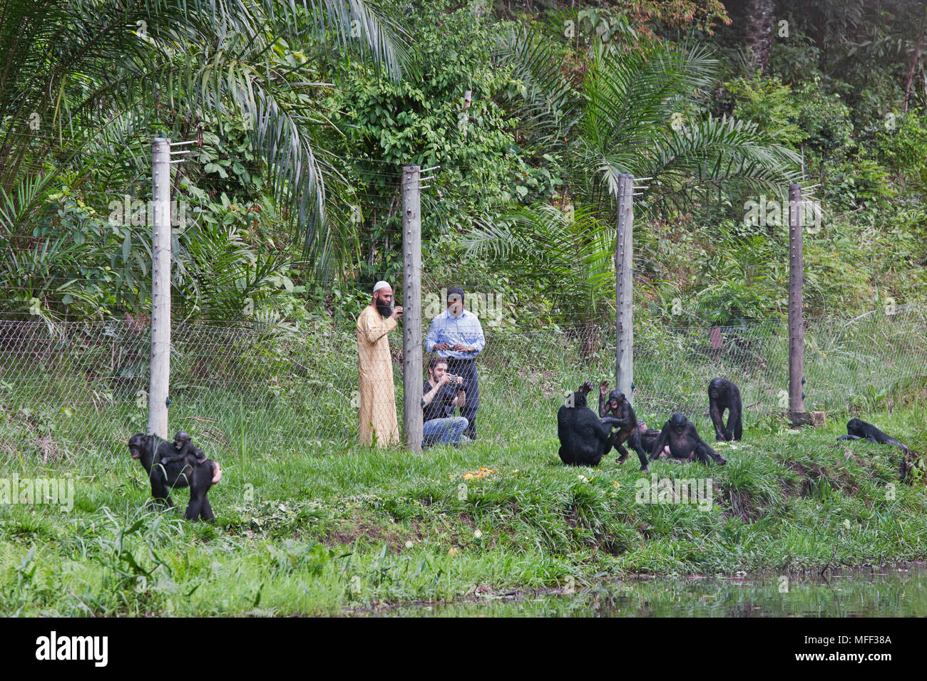 Bonobo/pygmy Schimpansen (Pan paniscus) Besucher Bonobos bei der ...