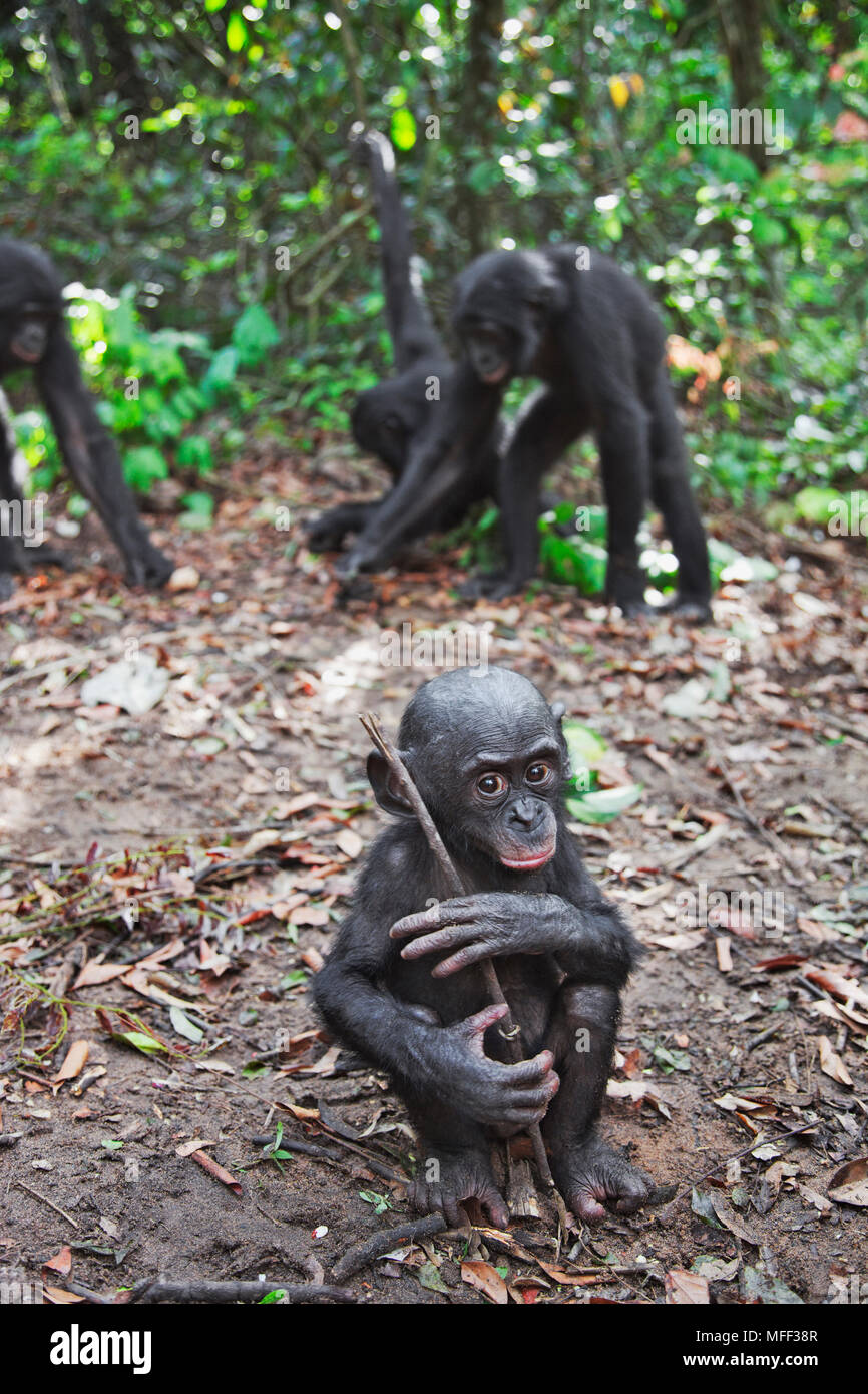 Chimps playing -Fotos und -Bildmaterial in hoher Auflösung – Alamy