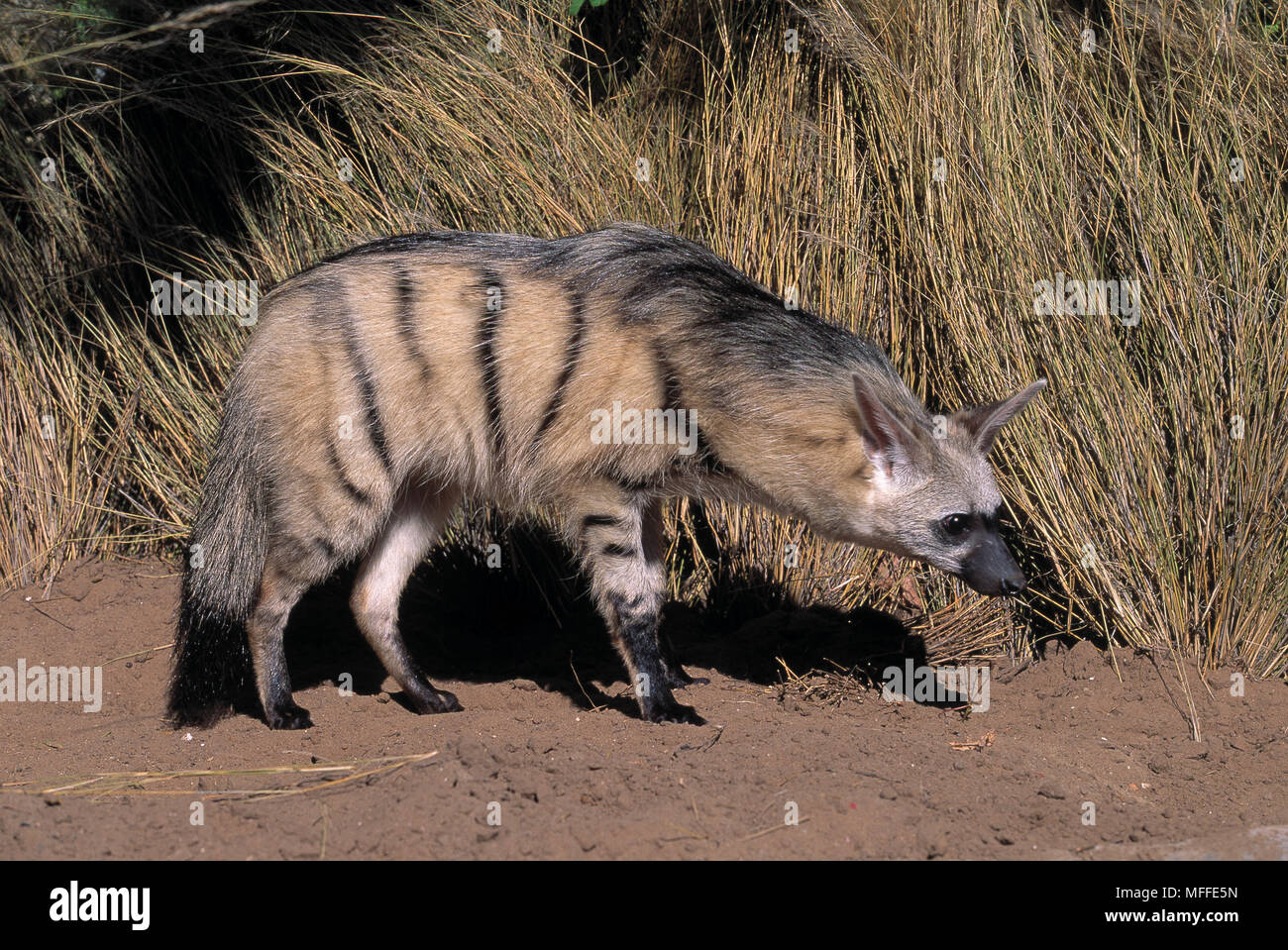 Aardwolf (proteles cristatus) -Fotos und -Bildmaterial in hoher ...