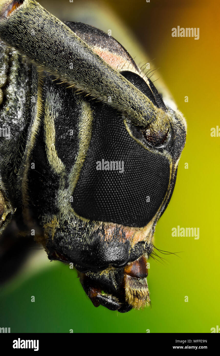 Cerambicidae kopf -Fotos und -Bildmaterial in hoher Auflösung – Alamy