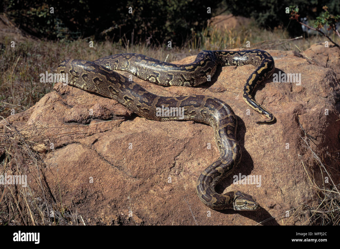 Python sebae -Fotos und -Bildmaterial in hoher Auflösung – Alamy