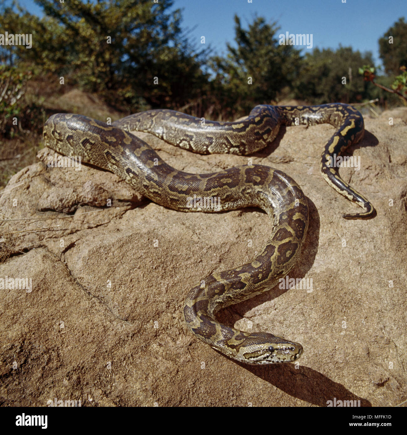 Afrikanischer python -Fotos und -Bildmaterial in hoher Auflösung – Alamy