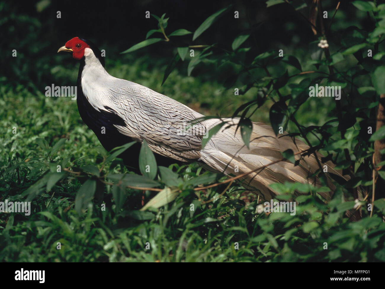 Silberfasan Lophura Nycthemera Stockfotos und -bilder Kaufen - Alamy