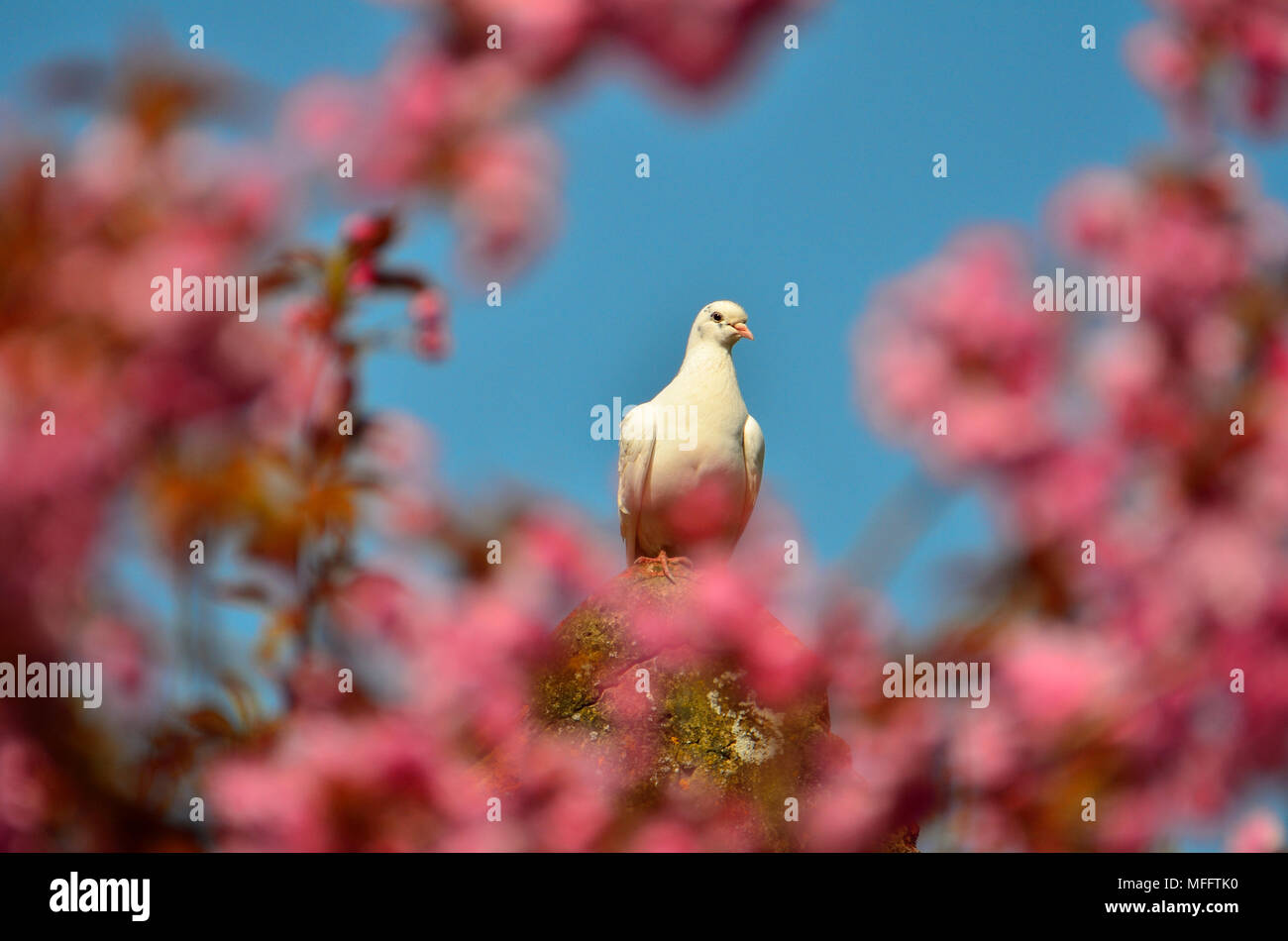 Rosa taube -Fotos und -Bildmaterial in hoher Auflösung – Alamy