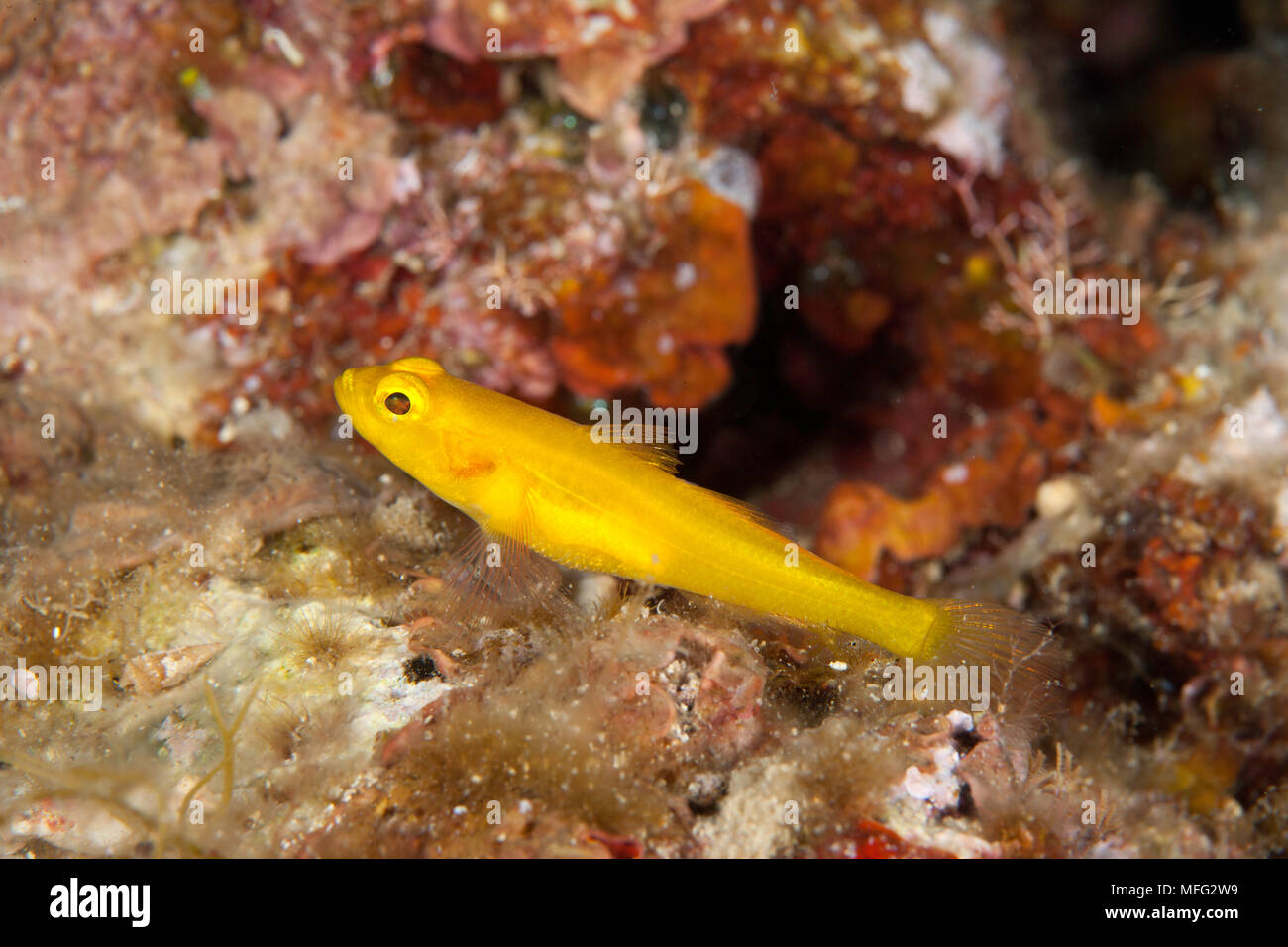 Gold, grundel Gobius auratus, Dubrovnik, Kroatien, Adria, Mittelmeer ...