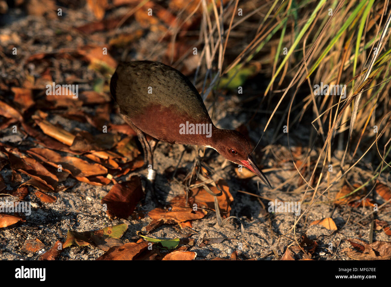 Aldabra rail -Fotos und -Bildmaterial in hoher Auflösung – Alamy
