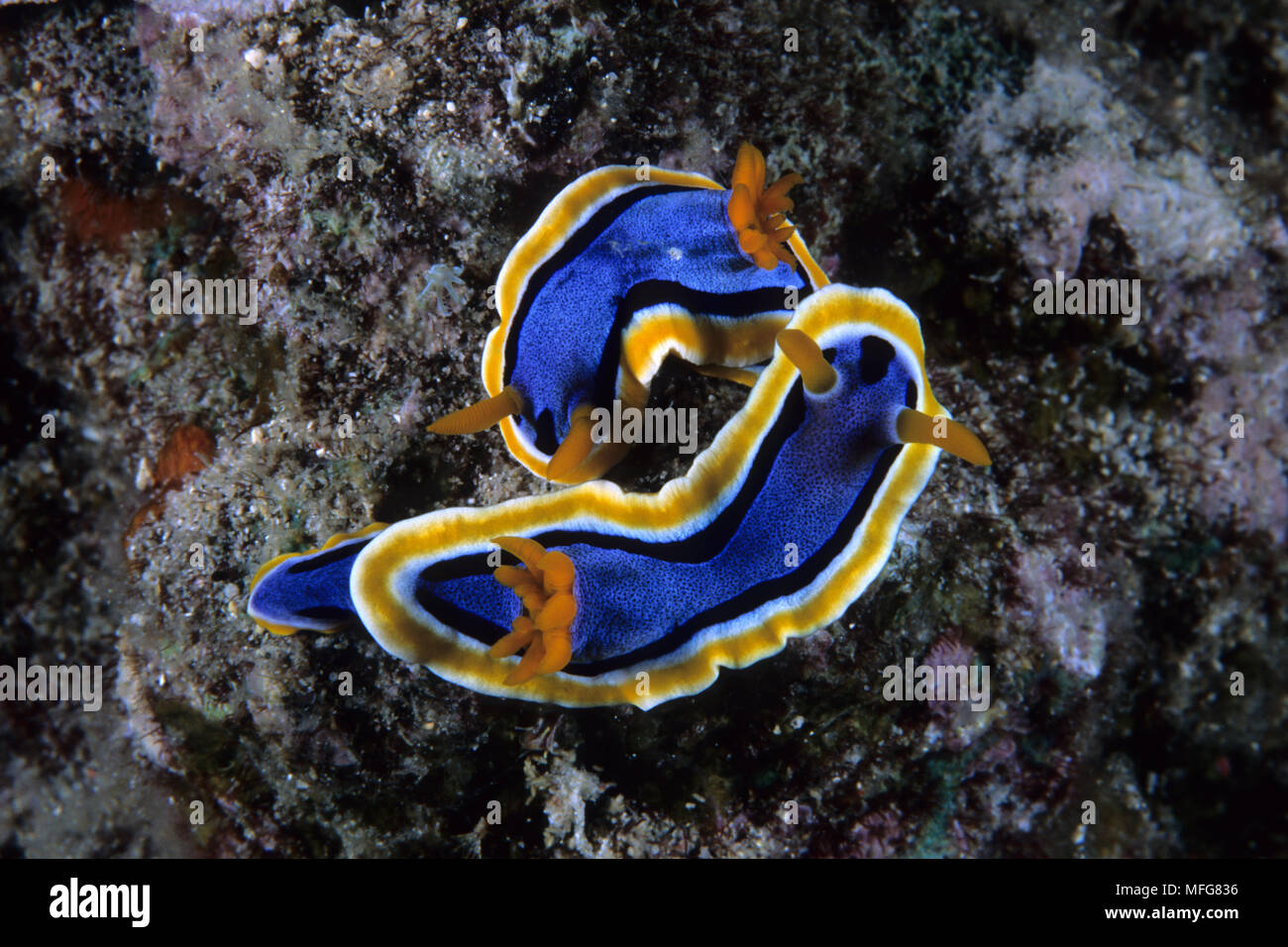 Nacktschnecken paarung -Fotos und -Bildmaterial in hoher Auflösung – Alamy