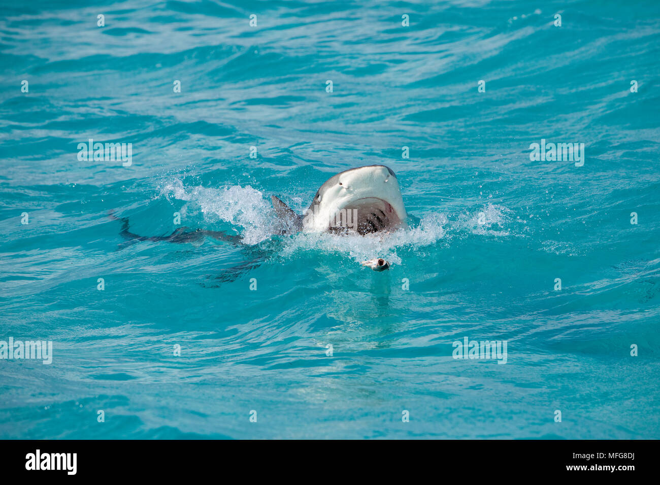 Offenes haifischmaul -Fotos und -Bildmaterial in hoher Auflösung – Alamy
