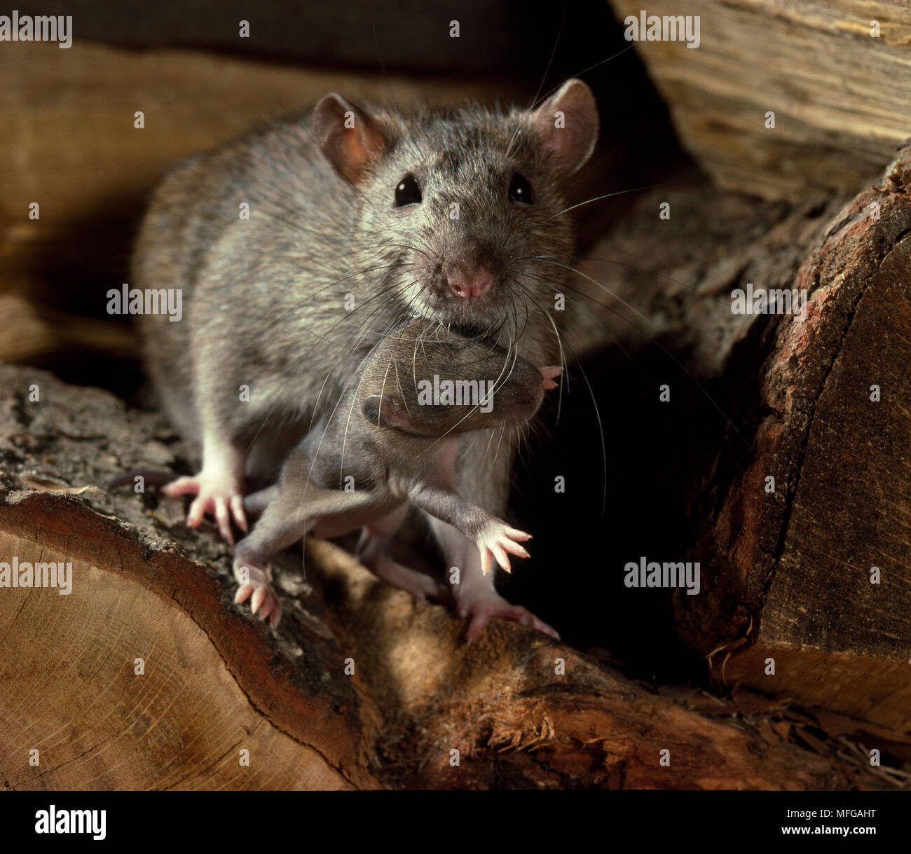 Baby ratten -Fotos und -Bildmaterial in hoher Auflösung – Alamy