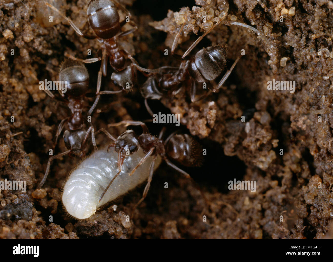 Lasius niger nest -Fotos und -Bildmaterial in hoher Auflösung - Seite 2 ...
