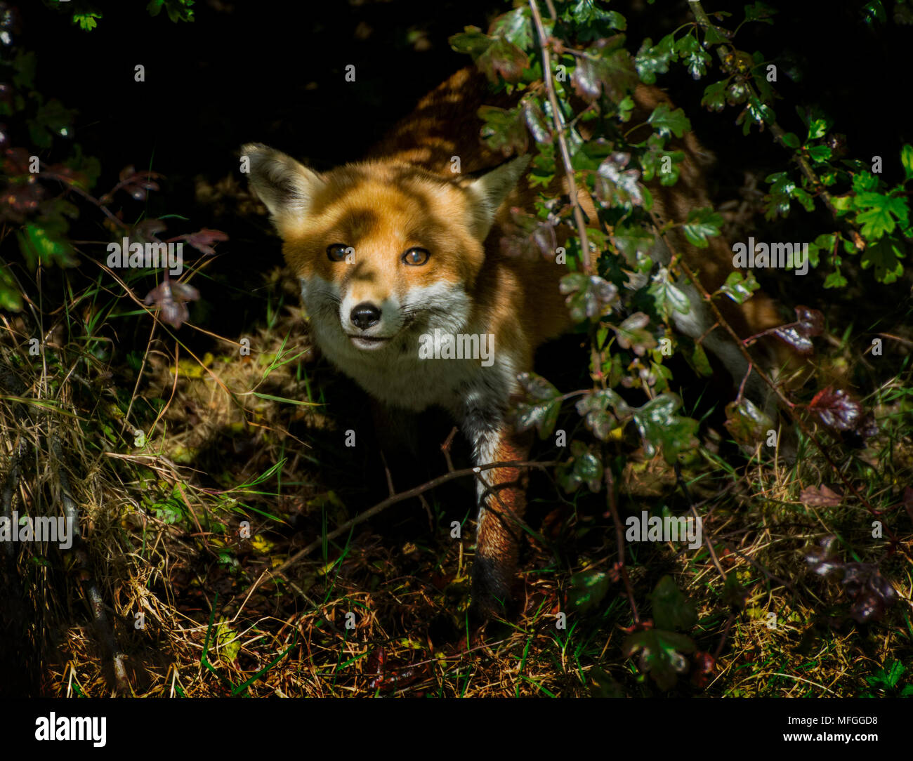 Jenna Chamberlain Stockfotos und -bilder von Alamy