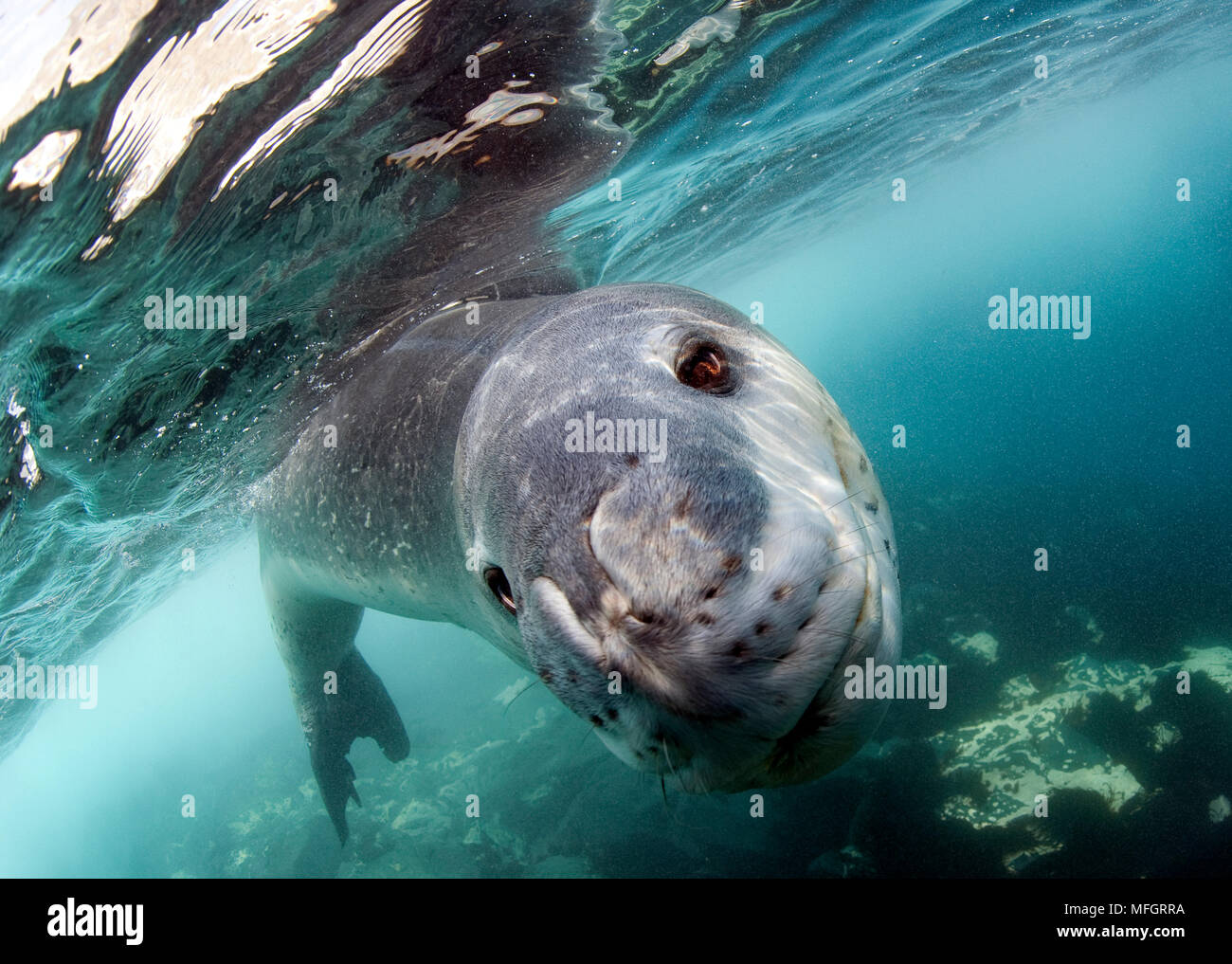 Gesichts Blick auf ein Seeleopard (Hydrurga Leptonyx) während eine enge ...